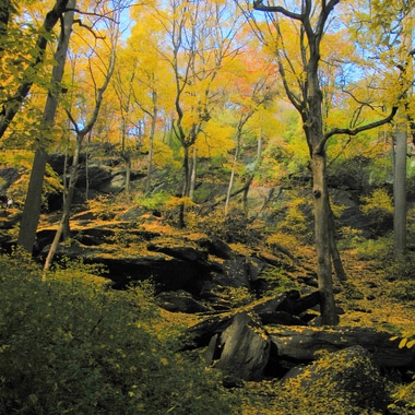 Inwood Hill Park: Hispanic Heritage Month: Nature en Espanol - HeightSites