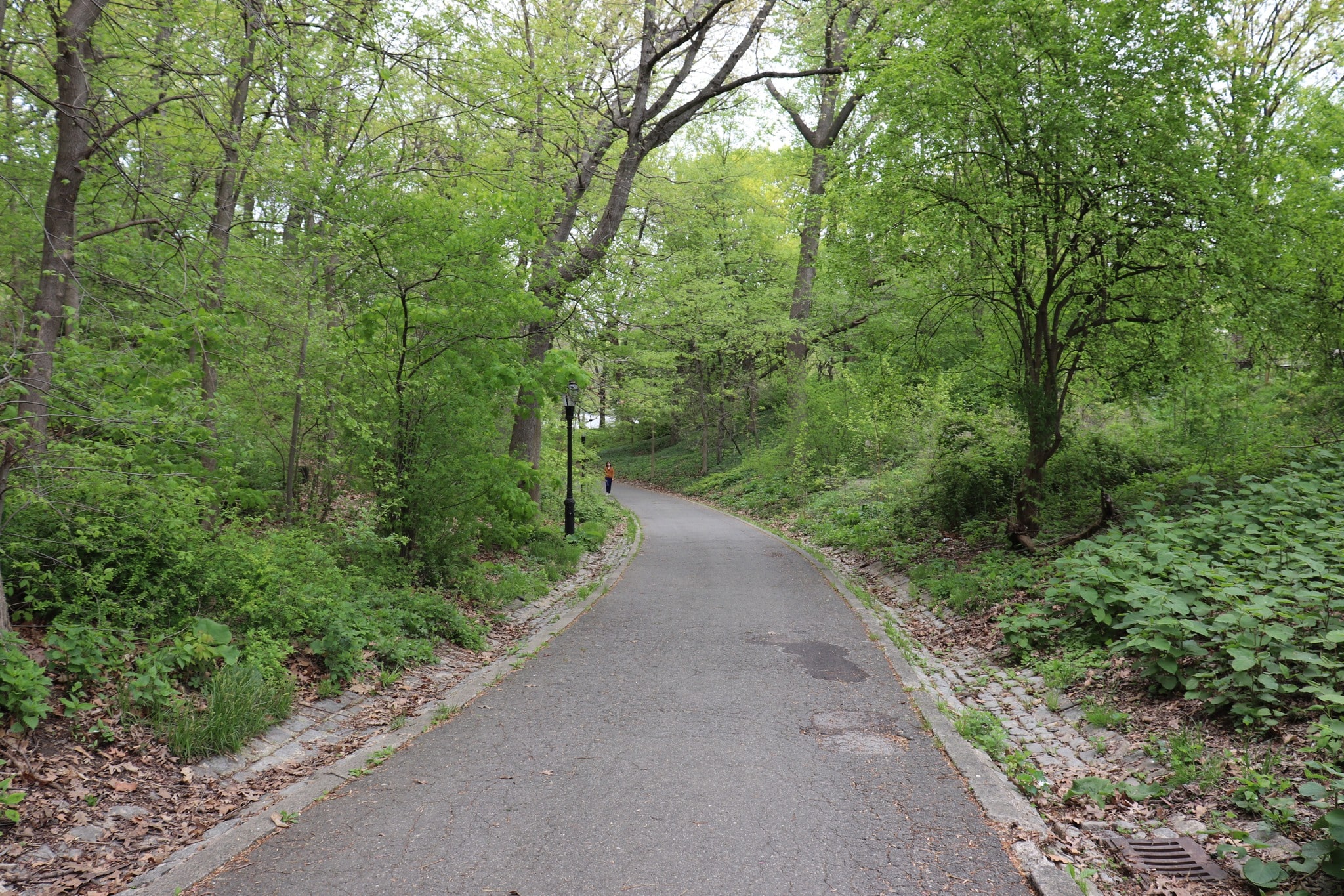 Great Trees of Inwood Hill Park - HeightSites